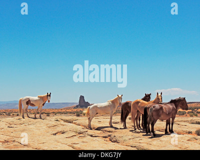 Five white horses (Equus ferus caballus) running and splashing in the ...