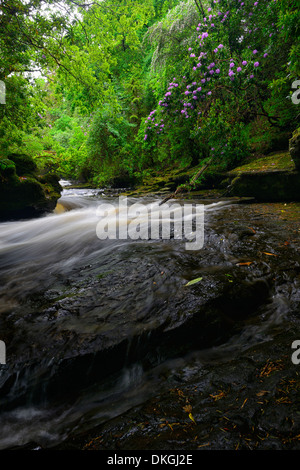 Clare Glens waterfall falls rhododendron blooming flowering Clare river ...