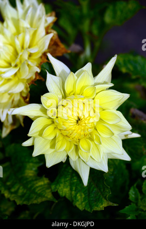 Dahlia Janal Amy flower close up Stock Photo - Alamy