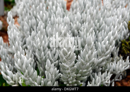 senecio haworthii woolly senecio perennial dwarf shrub felted leaves ...