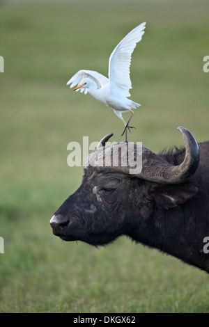 Side view of African Black Buffalo or Cape Buffalo, isolated on white ...