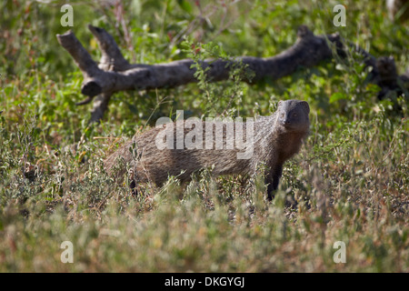 Marsh mongoose (Atilax paludinosus). The marsh or water mongoose lives ...