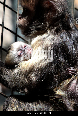 Two yellow-breasted capuchin monkeys Stock Photo - Alamy