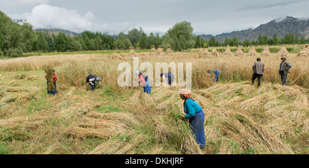 Tibetan farmers harvesting barley, Quxu, Lhasa, Tibet, China Stock ...