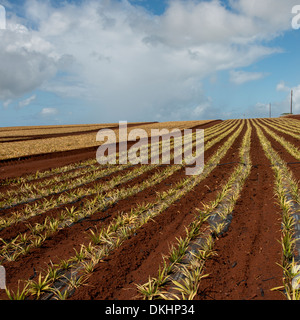 Pineapple fields, Haleiwa, North Shore, Oahu, Hawaii, USA Stock Photo - Alamy