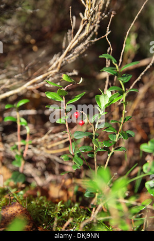 foxberry on a green twig in the forest early in the morning with water ...