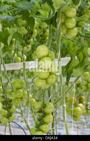 Red ripe tasty Dutch tomatoes growing indoor in greenhouse all seasons ...