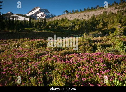 OREGON - Heather, paintbrush and Avalanche lilies blooming at sunrise ...