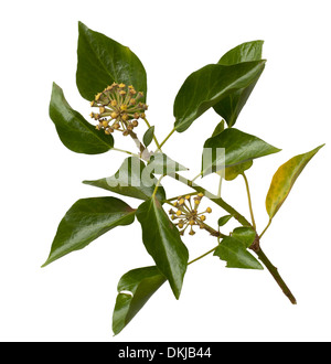 Common ivy (Hedera helix), cut ivy root to protect the tree ...