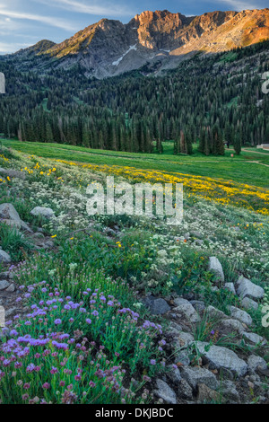 Albion Basin, Utah summer with Cottonwood Canyon valley view from Alta ...