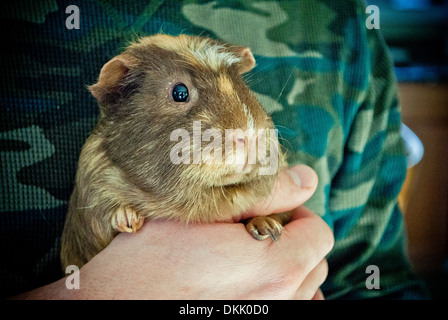 Guinea pig close up Stock Photo - Alamy
