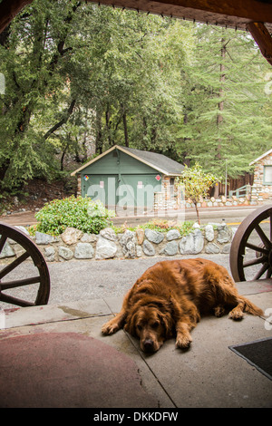 Dog lying on front porch of home Stock Photo - Alamy