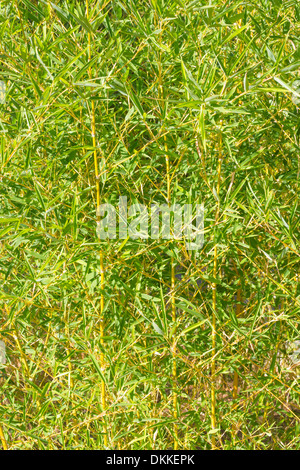 Vertical full-frame background of dense, vibrant green Melissa ...