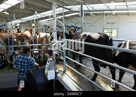A typical automated milking shed on a South Island New Zealand dairy ...