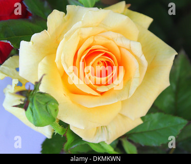 Single yellow rose Stock Photo - Alamy