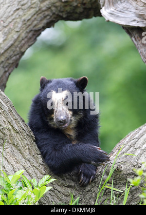 Spectacled bear (Tremarctos ornatus), Andean bear, Stuttgart ...