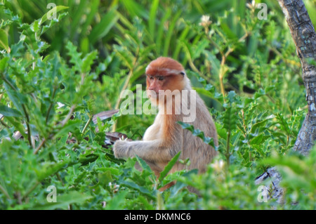 Proboscis monkey (Nasalis larvatus) - Brunei Stock Photo - Alamy
