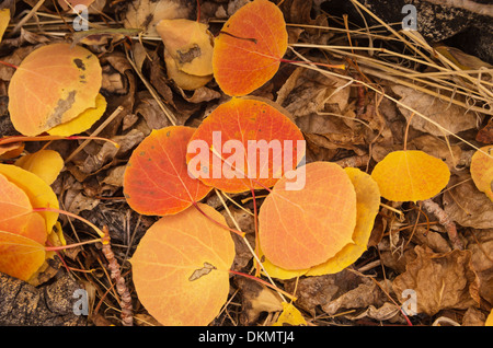 Yellow, orange, red and brown. In the autumn of the trees, the leaves ...