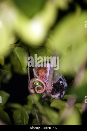Cuscus marsupial possum in tree Stock Photo - Alamy