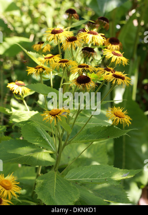 Elecampane, Inula helenium, yellow flowers with a blurred background of ...
