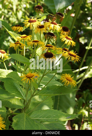 Elecampane, Inula helenium, Asteraceae Stock Photo - Alamy