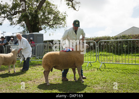 Winning sheep at agricultural show Stock Photo: 63793504 - Alamy