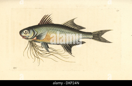 Paradise threadfin, Polynemus paradiseus. Illustration drawn and ...