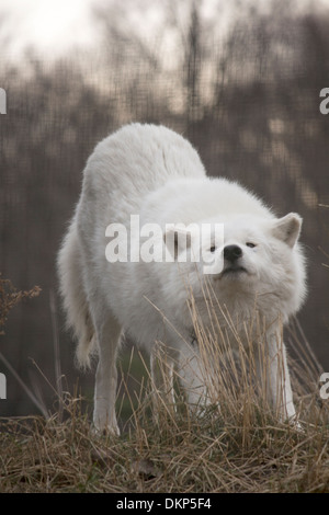 White wolf stretching Stock Photo - Alamy