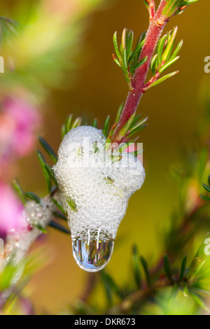 Frog Hopper Nymph Stock Photo - Alamy