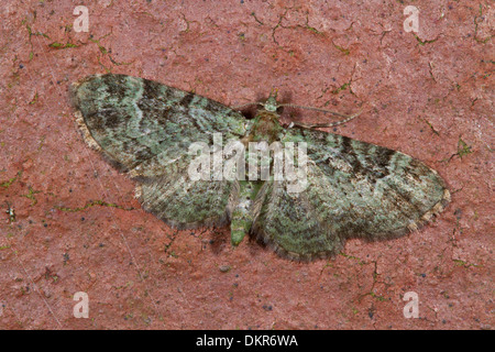 A green pug moth, Pasiphila rectangulata, resting on the bark of a tree ...
