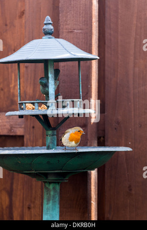Winter visitor. Red Robin. Scotland UK Stock Photo - Alamy