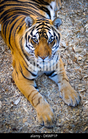Bengal tiger at Wildlife Sanctuary, Keensburg, Colorado Stock Photo - Alamy