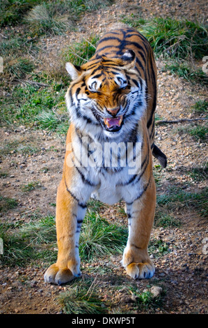 Bengal tiger at Wildlife Sanctuary, Keensburg, Colorado Stock Photo - Alamy