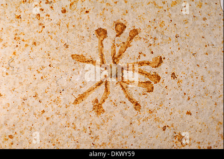 Fossil floating crinoid Saccocoma sp., Late Jurassic to the Early ...