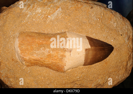 Fossil teeth of Mesosaurus sp., extinct genus of reptile from the Early ...