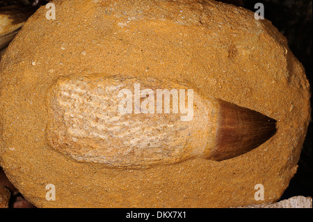 Fossil teeth of Mesosaurus sp., an extinct genus of reptile from the ...