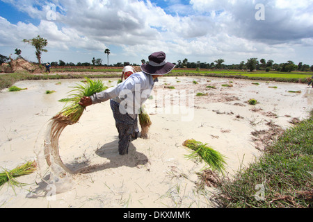 Farmer throw rice seedling on field Stock Photo - Alamy