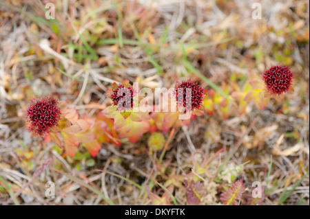 Roseroot (Rhodiola rosea), Wrangel Island, Russian Far East, Unesco ...