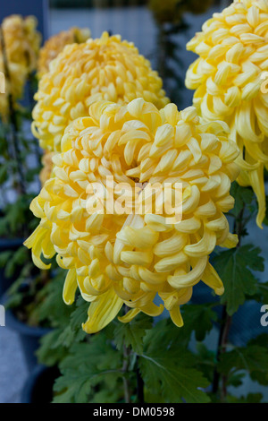 Yellow chrysanthemum flower Stock Photo - Alamy