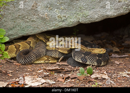 Timber Rattlesnake Crotalus horridus, Pennsylvania, Gravid females Stock Photo - Alamy
