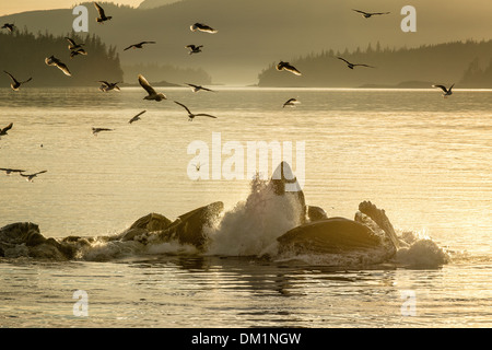 Humpback whale, Megaptera novaeangliae, bubblenet feeding in the waters ...