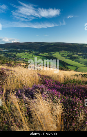 Heather and Gorse on an Exmoor Hillside Stock Photo - Alamy