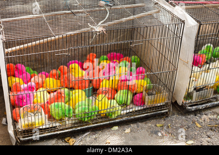 Easter chicken. Little orange chick walking among spring flowers and ...