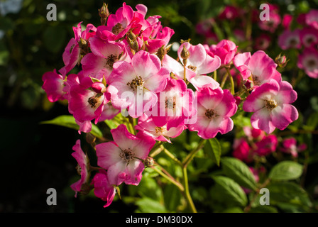 Pink "cluster flowered" pink hybrid musk rose 'Mozart' Stock Photo - Alamy
