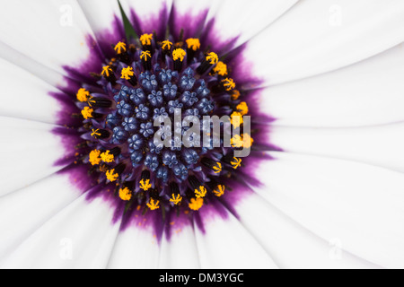 Close up of daisy stigma Stock Photo - Alamy