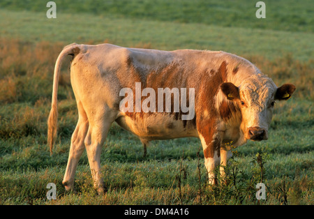 Fell beef, Swedish mountain cow, Fjällko, Fjäll-Rind, Schwedische ...