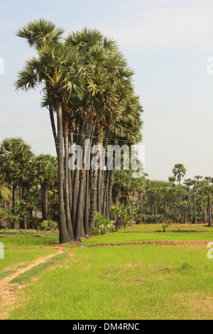Borassus palmyra palm tree Stock Photo - Alamy