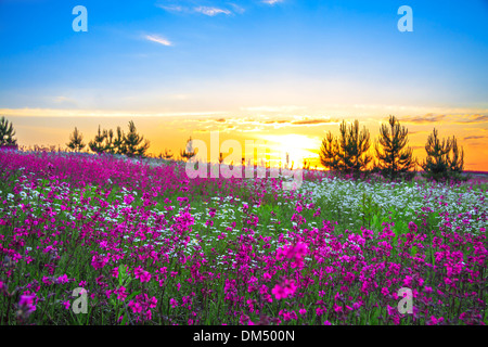 Field Of Daisy Flowers At Night Stock Photo: 105406362 - Alamy