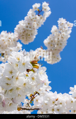 White cherry flowers. The branches of a blossoming tree. Cherry tree ...