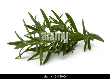 Sweet rosemary leaves isolated on white background Stock Photo - Alamy